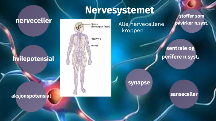 Nervesystemet by lars soberg on Prezi