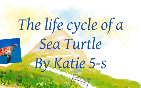 The Sea Turtle - Grade 5 science project by Katie R on Prezi