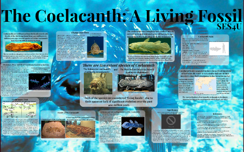 The Coelacanth: A Living Fossil Kyle Pinkerton by Kyle Pinkerton on Prezi
