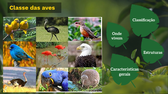 Classe das aves by Cynthia Pavesi on Prezi