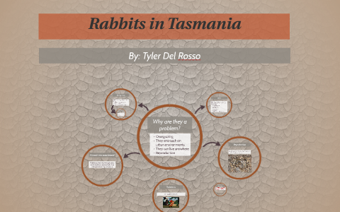 Rabbits in Tasmania by Tyler Delrosso on Prezi