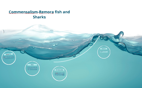 Commensalism-Remora fish and Sharks by natalie duenes on Prezi