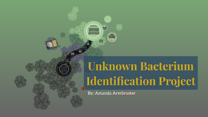 Unknown Bacterium Identification Project by Amanda Armbruster on Prezi