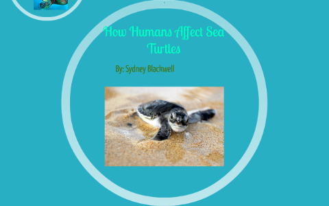 How Humans Affect Sea Turtles by Megan Conway on Prezi