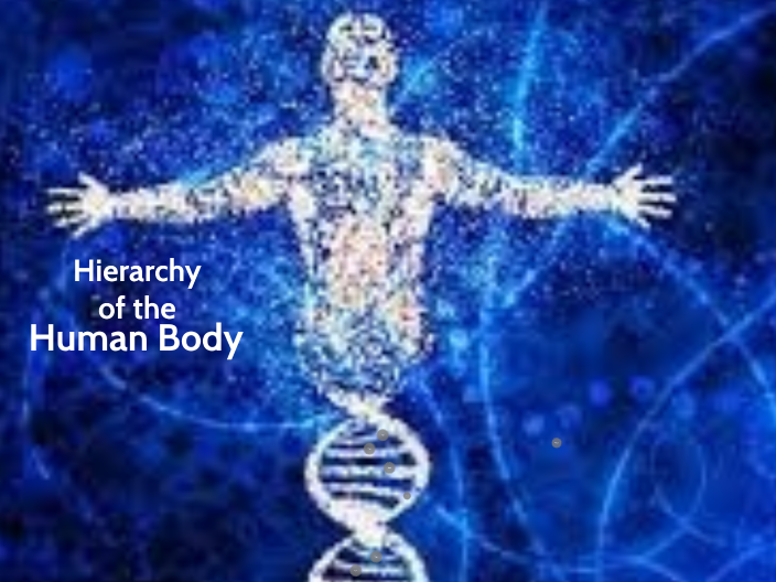 Hierarchy of the Human Body by Sara Graciano on Prezi