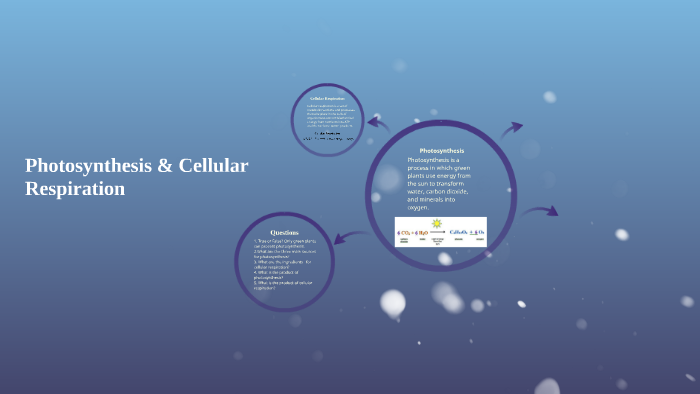 Photosynthesis by Jacob Posey on Prezi