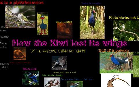 How the Kiwi lost its wings by Room One on Prezi