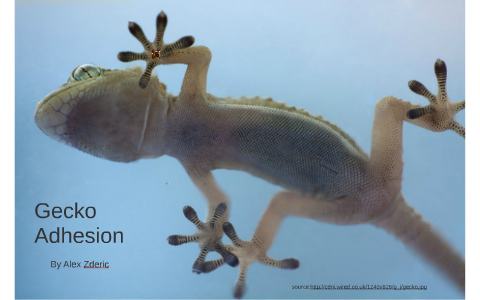 Gecko Adhesion by Alexander Zderic on Prezi