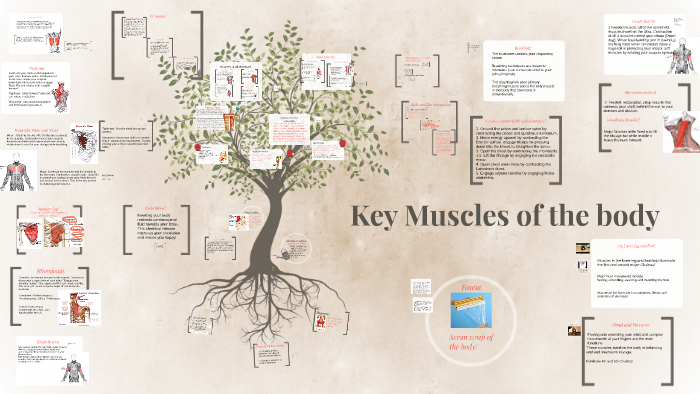 Key Muscles of the body by Sharlotte Fedewa on Prezi