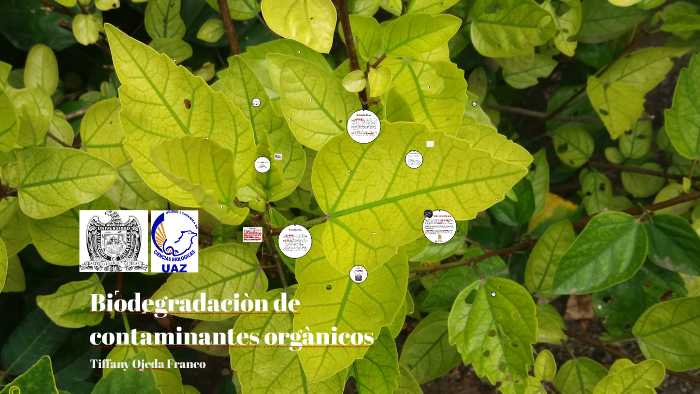 Biodegradaciòn de contaminantes orgànicos by Tiffany Ojeda Franco on Prezi