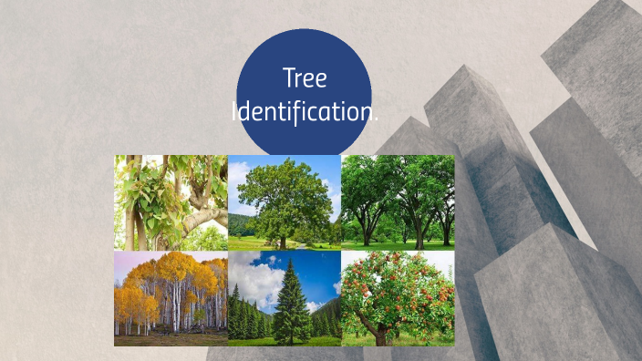 Presentation Title: tree identification. by Domingo Tercero on Prezi
