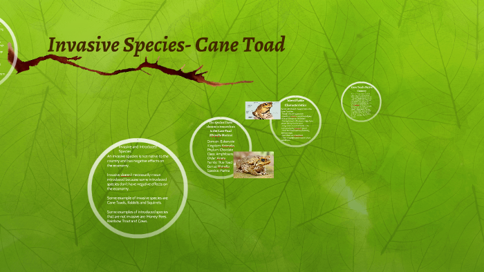 Invasive Species project - Cane Toad by Jamie Lewis on Prezi