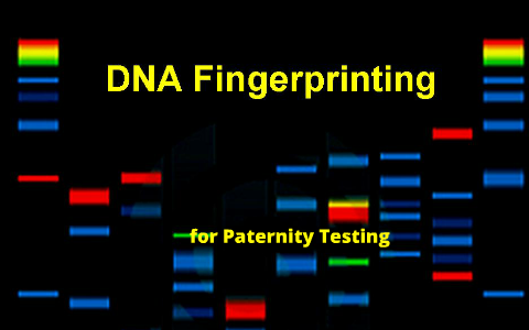 DNA fingerprinting for paternity testing by Emma Roberts on Prezi