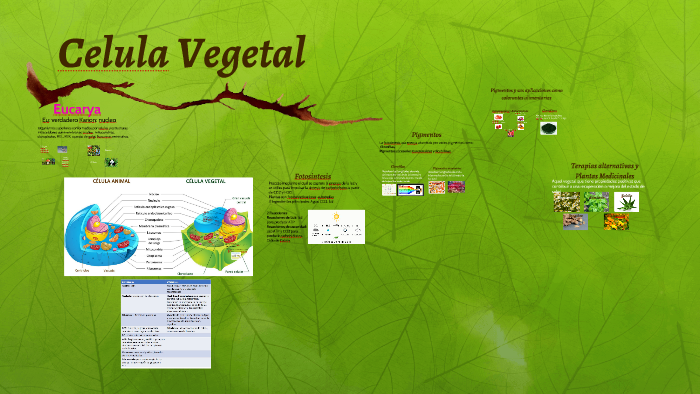 Celula Vegetal by Paula Pedraza on Prezi