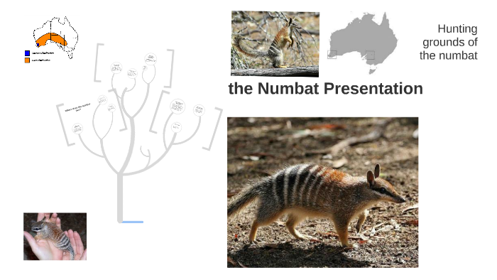 Where does the numbat live? by HNS health on Prezi