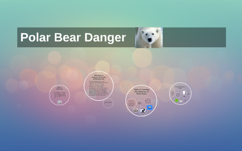 Polar Bear Danger by Abbey Ely on Prezi
