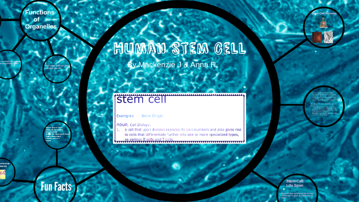 Human Stem Cell by Mackenzie Ju on Prezi