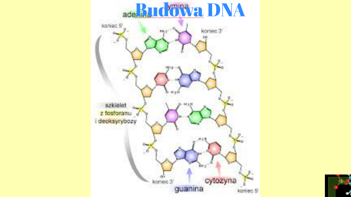 Budowa DNA by Anna Mucha on Prezi