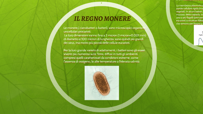 La fotosintesi dei cianobatteri ha luogo nella loro membrana by ...