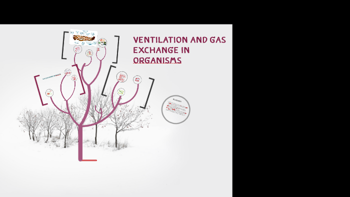 Gas exchange in insects by Maham Irfan on Prezi