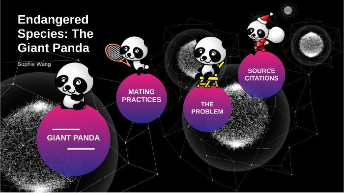ES: Endangered Species - Giant Panda by Sophie Wang on Prezi