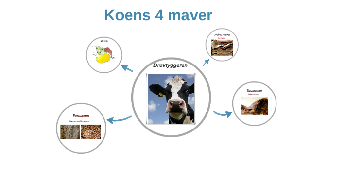 Koens 4 maver by Josephine Petz on Prezi