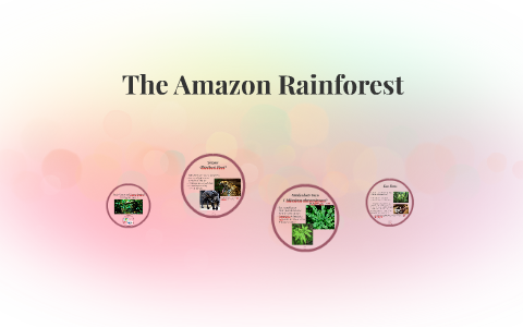 Amazon Rainforest Bio 11 Finale Project by Sarah Sharpe on Prezi