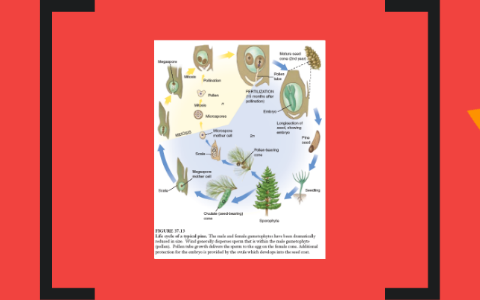 FERIGILE by on Prezi