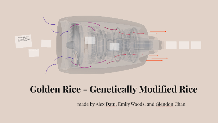 Golden Rice - Genetically Modified Rice by Alex Datu on Prezi