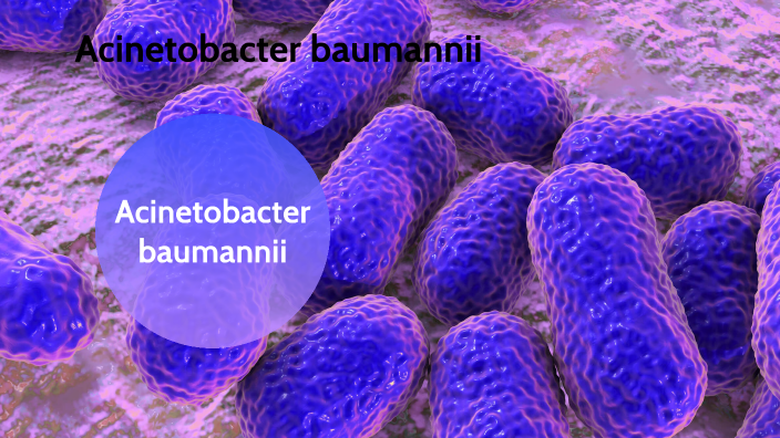 2020 9F2 Acinetobacter baumannii by Max Stax on Prezi 2020 9F2 Acinetobacter baumannii by Max Stax on Prezi