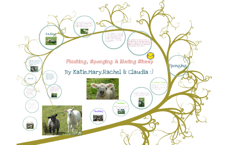 Sheep; Flushing,Sponging & Mating by Katie Ramsbottom on Prezi