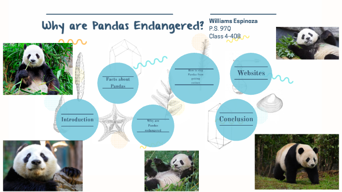 Why are Pandas getting extinct? by Melissa Bernacett on Prezi