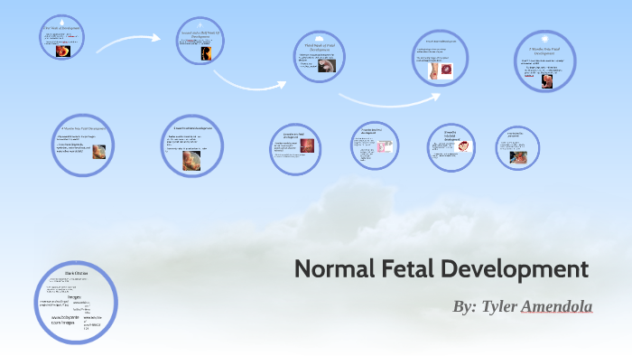 Normal Fetal Development by Tyler Armadillo on Prezi