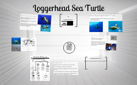 Loggerhead Sea Turtle by jenny mather on Prezi