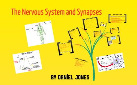 Synaptic knob in the nervous system and the organelles involved by ...