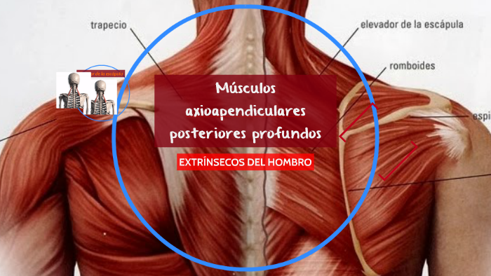 Músculos axioapendiculares posteriores profundos by Nahomi Cg on Prezi