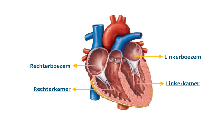 Werking hart by Maarten van Putten on Prezi