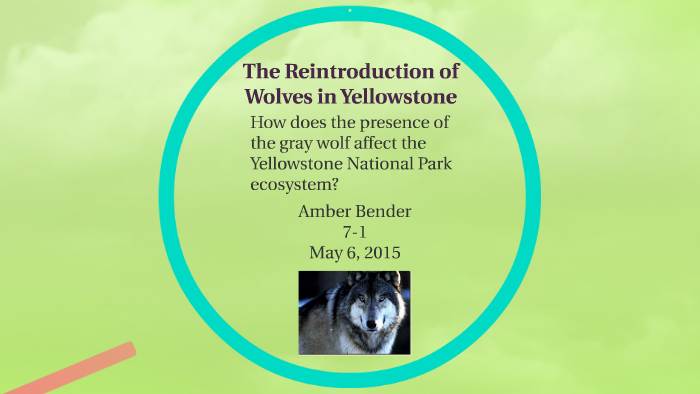The Reintroduction of Wolves in Yellowstone by Amber Bender