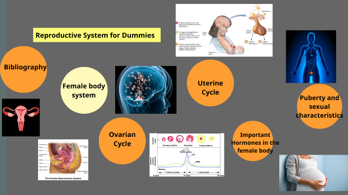 Reproductive System for dummies by Ryan Martinez on Prezi