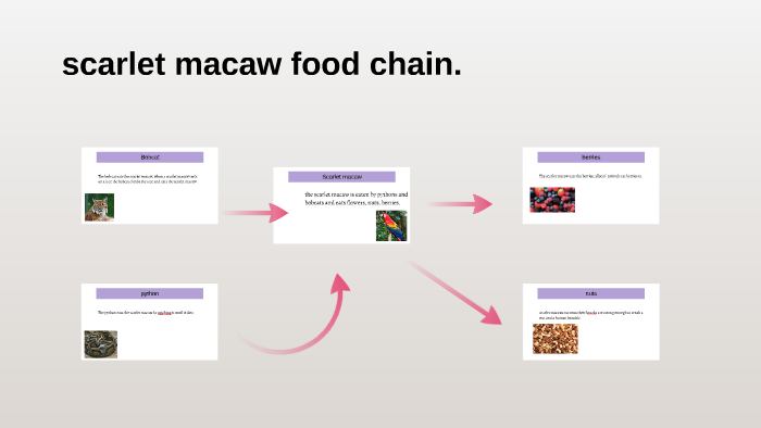 scarlet macaw food chain. by Jasmine Zamudio on Prezi