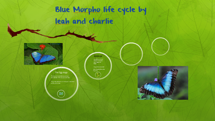 blue morpho life cycle by Amy Jones on Prezi