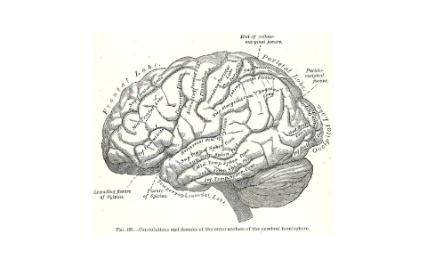 The Cerebral Cortex and Our Divided Brain by Julia Roberts on Prezi