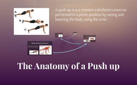 The Anatomy of a Push up by Milo Steckler on Prezi