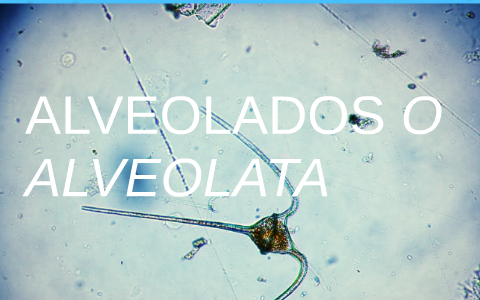 ALVEOLADOS O ALVEOLATA by Marvin Viquez Otarola on Prezi