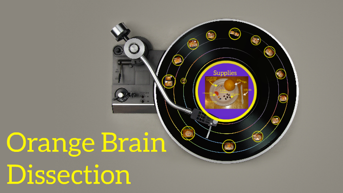 Orange Brain Dissection by Andy Cantrell on Prezi