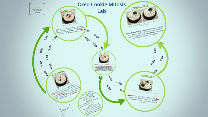Oreo Cookie Mitosis Lab (edited) by Kelly Monroe on Prezi