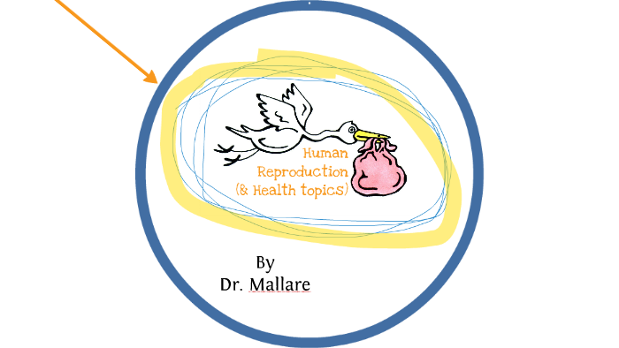The Reproductive System by Gary Mallare