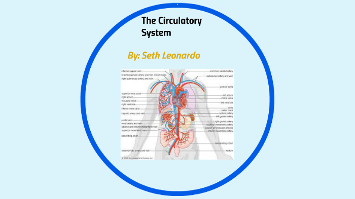 THE CIRCULATORY SYSTEM by Seth Leonardo