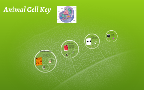 Animal Cell Key by Destiny King on Prezi