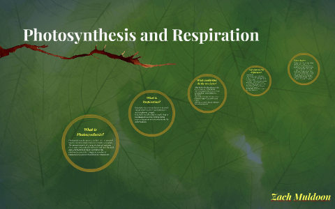 Photosynthesis and Respiration by Zach Muldoon on Prezi
